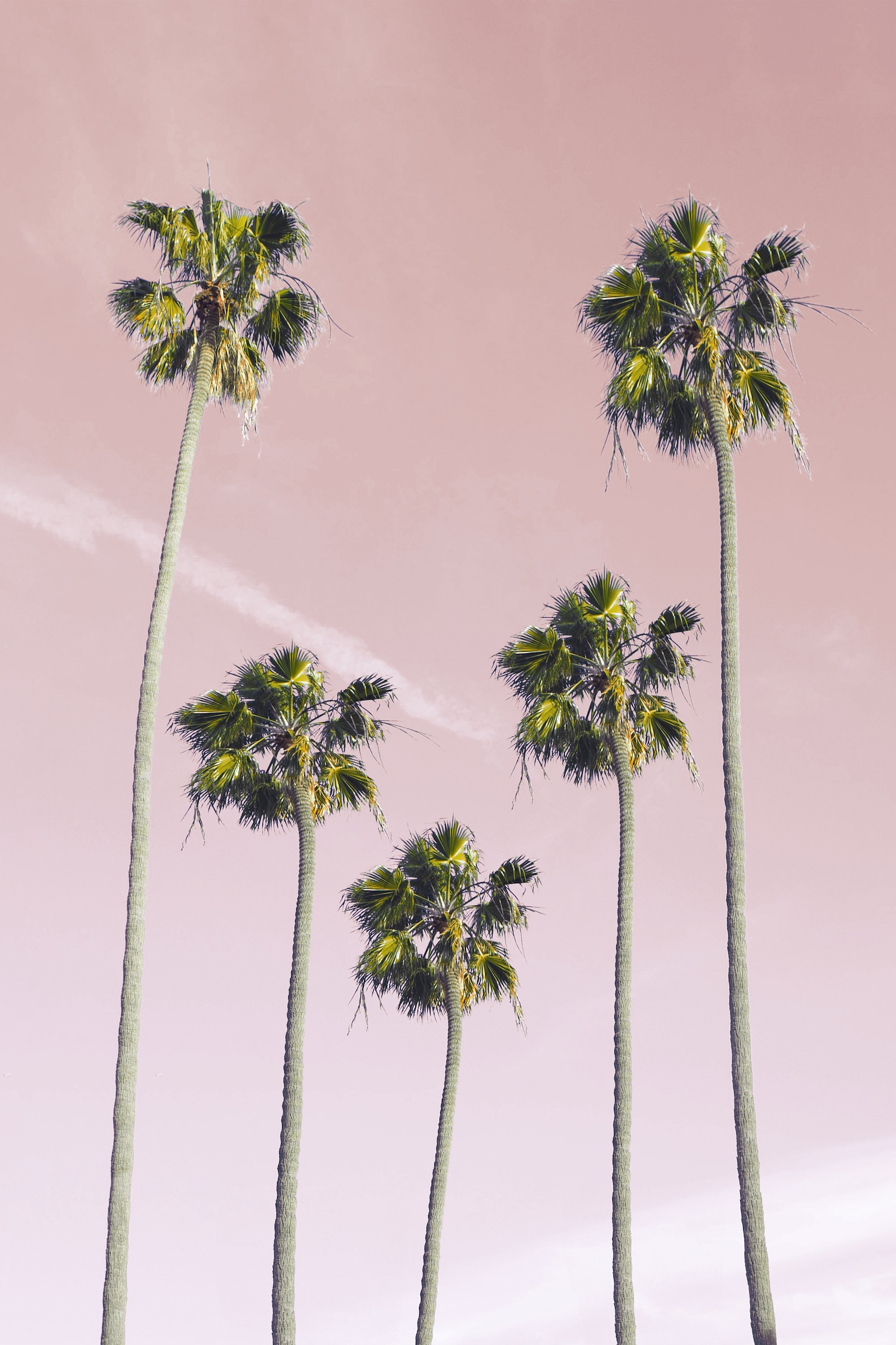 Pink Palm Tree Set of 3 Wall Art Tropical Leaf Leaves | Etsy