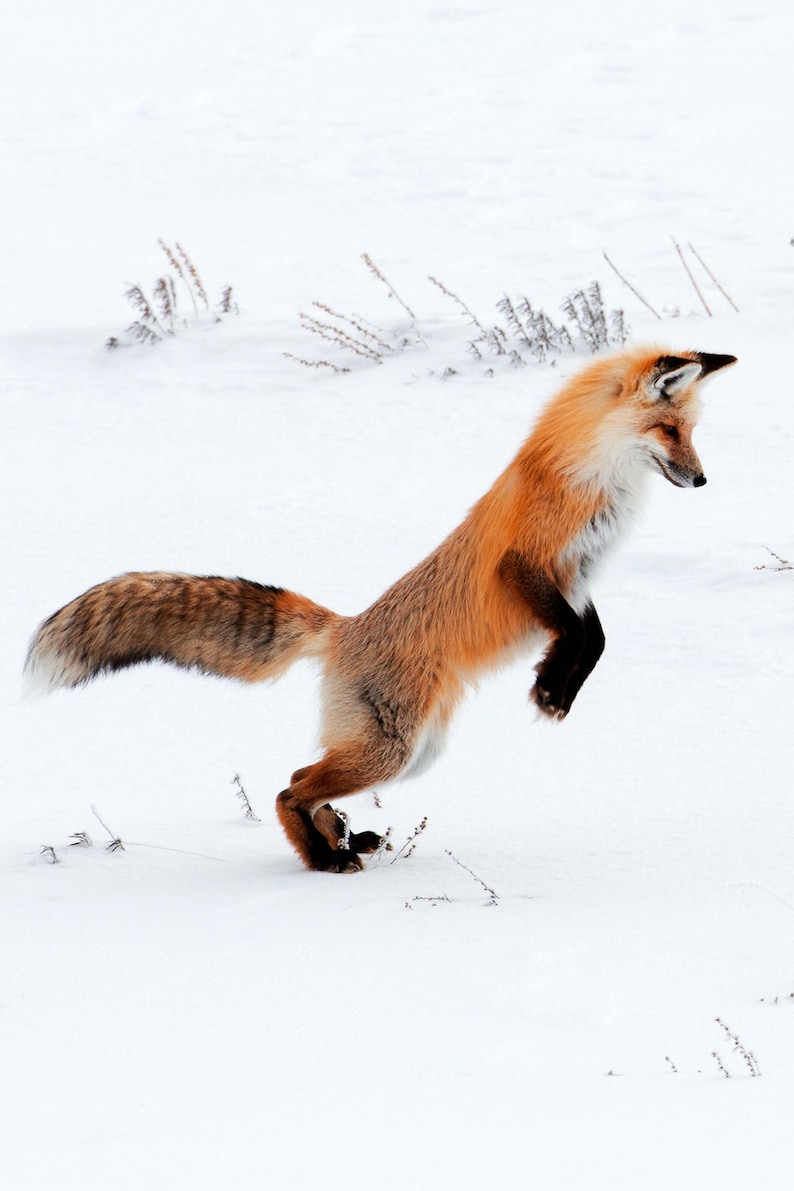 Fox Jump Set of 3 Prints Gallery Wall Nursery Decor Baby Art - Etsy