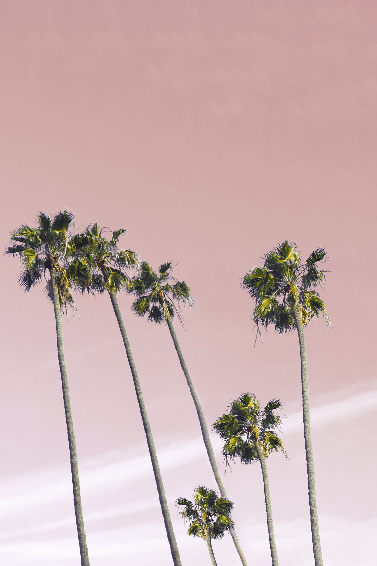 Pink Palm Tree Set Of 3 Wall Art Tropical Leaf Leaves Etsy