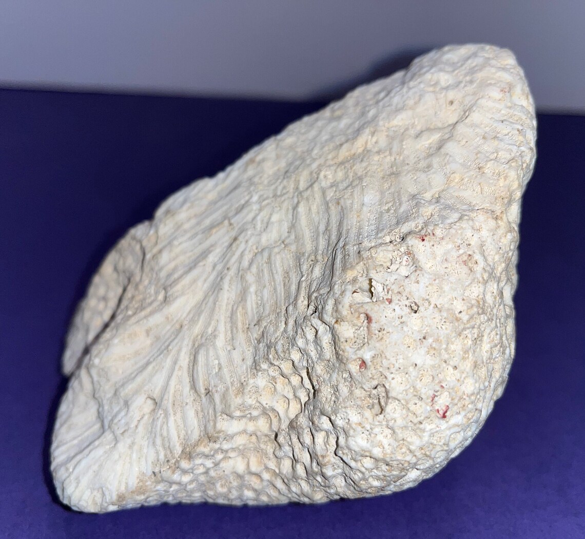 MCM Sponge Fossil, MCM Ocean Coral, White Coral Specimen, 5" Sponge ...