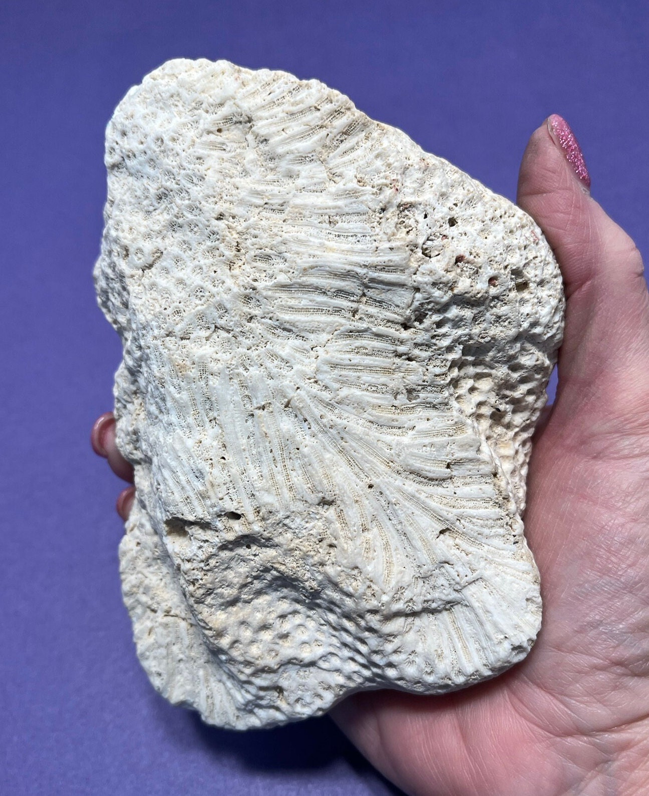 MCM Sponge Fossil, MCM Ocean Coral, White Coral Specimen, 5" Sponge ...