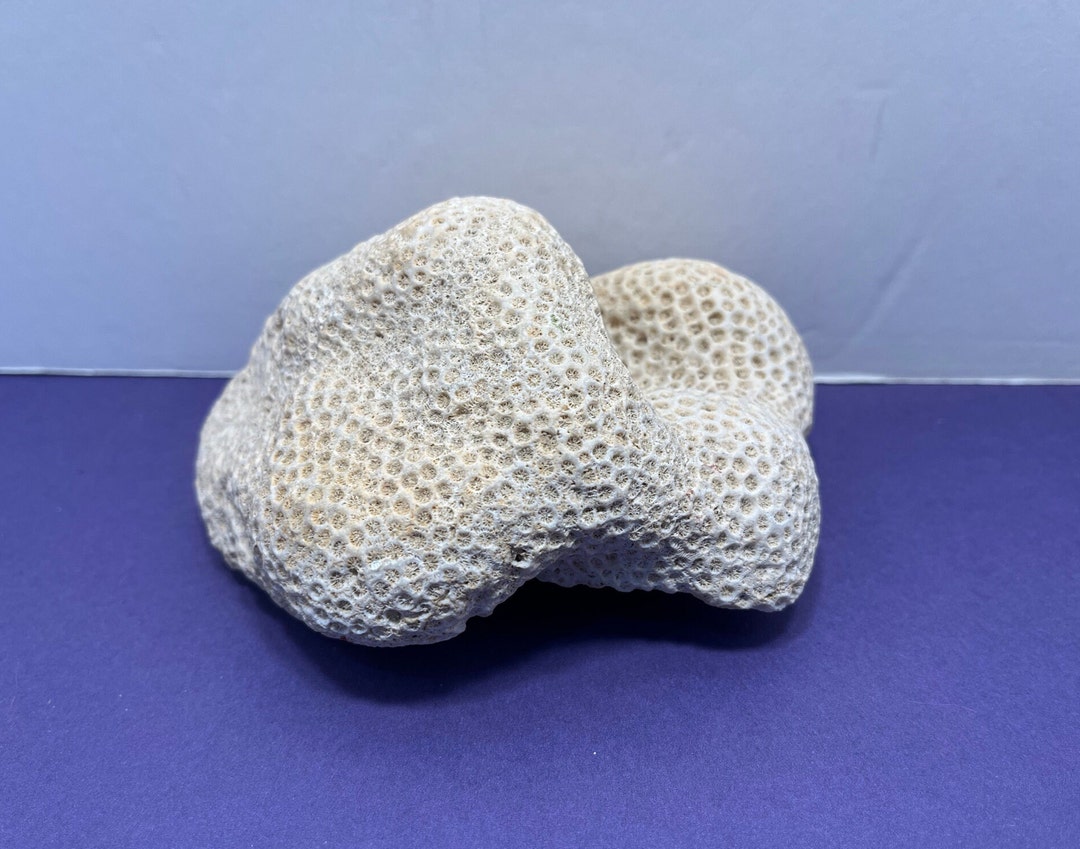 MCM Sponge Fossil, MCM Ocean Coral, White Coral Specimen, 5" Sponge ...