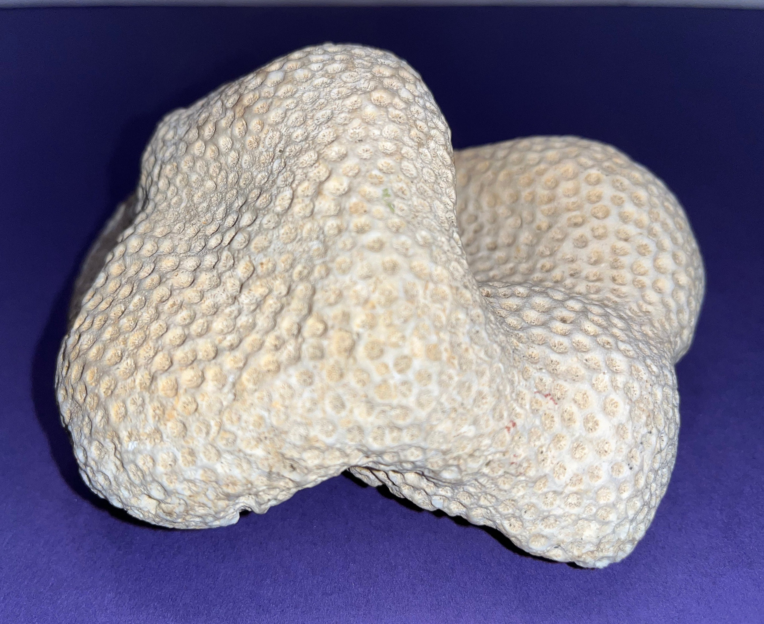 MCM Sponge Fossil, MCM Ocean Coral, White Coral Specimen, 5" Sponge ...
