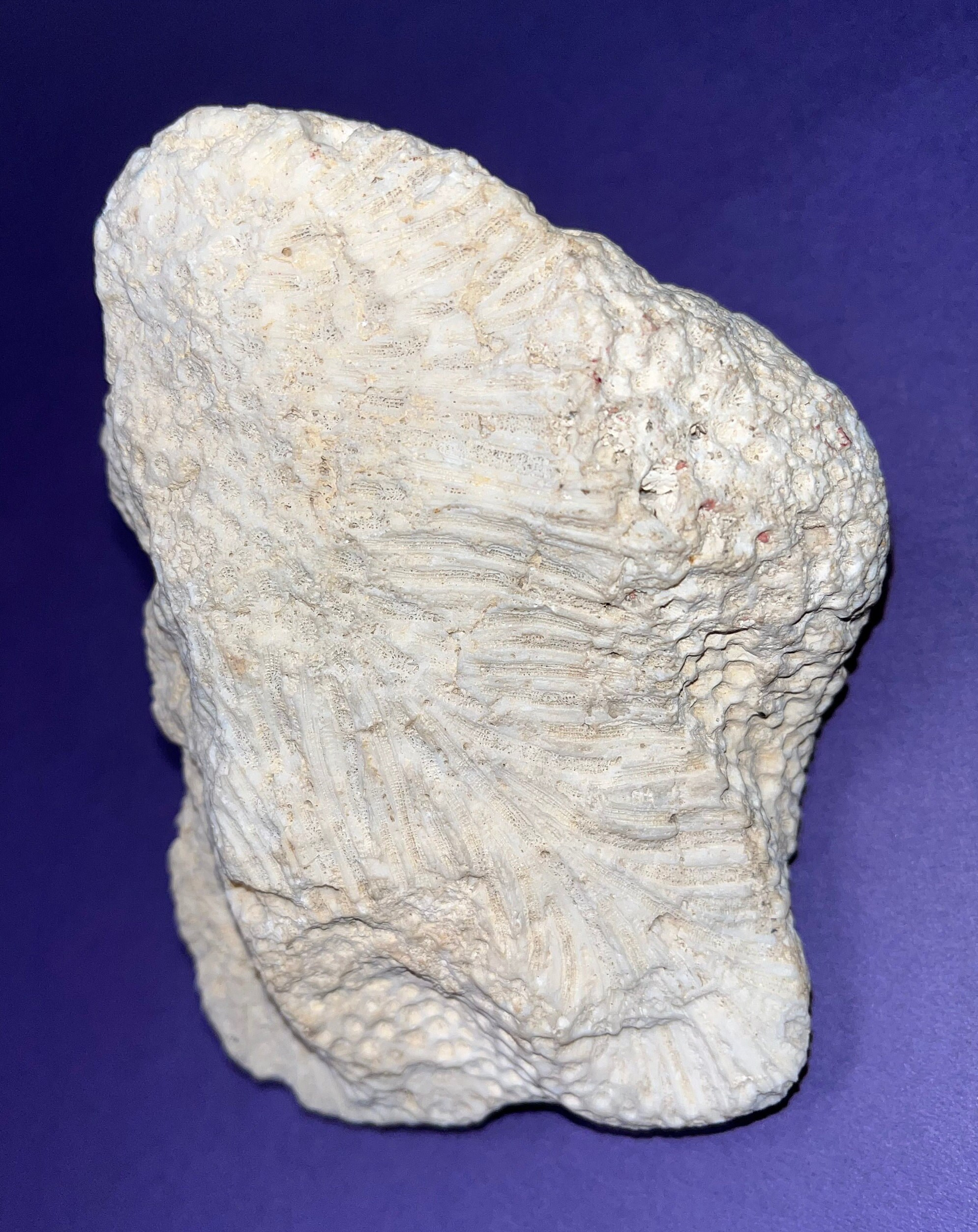 MCM Sponge Fossil, MCM Ocean Coral, White Coral Specimen, 5" Sponge ...