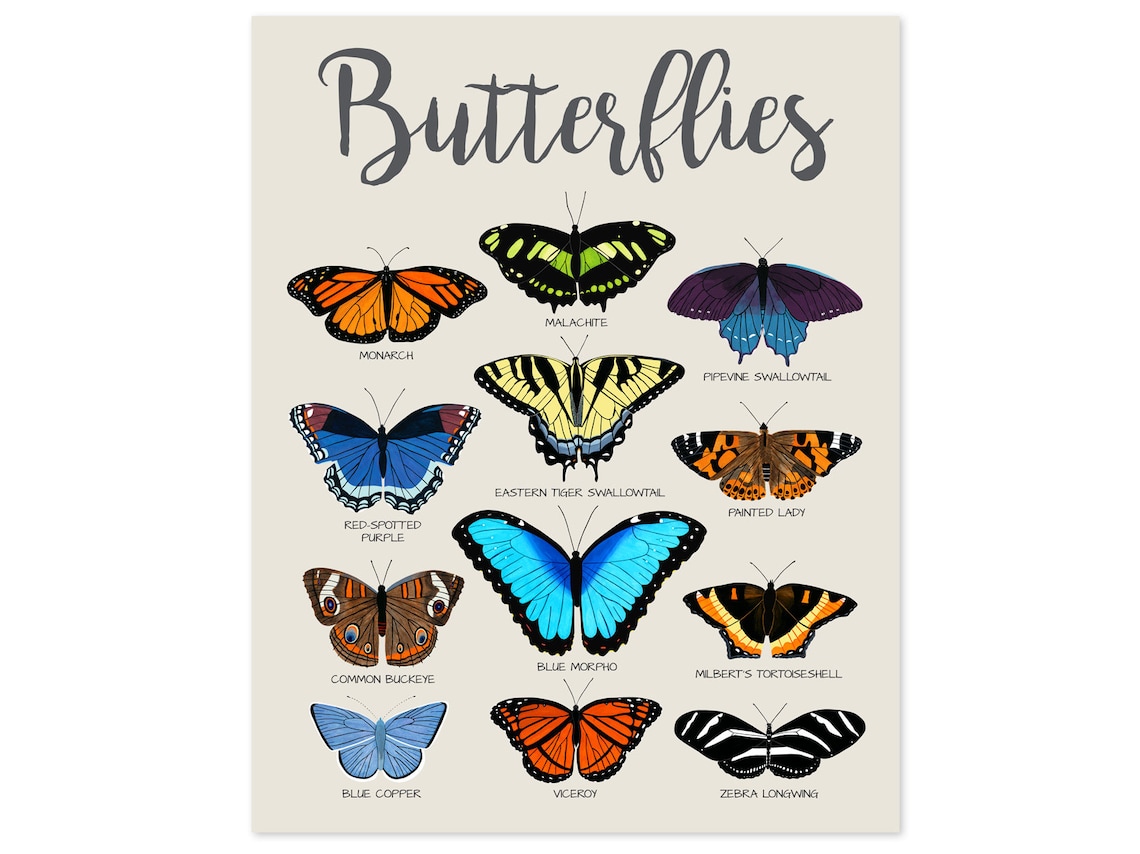 Butterfly Poster Butterfly Print Butterfly Wall Art Butterfly - Etsy