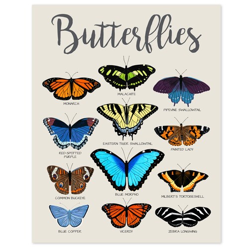 Butterfly Poster Butterfly Print Butterfly Wall Art Butterfly - Etsy