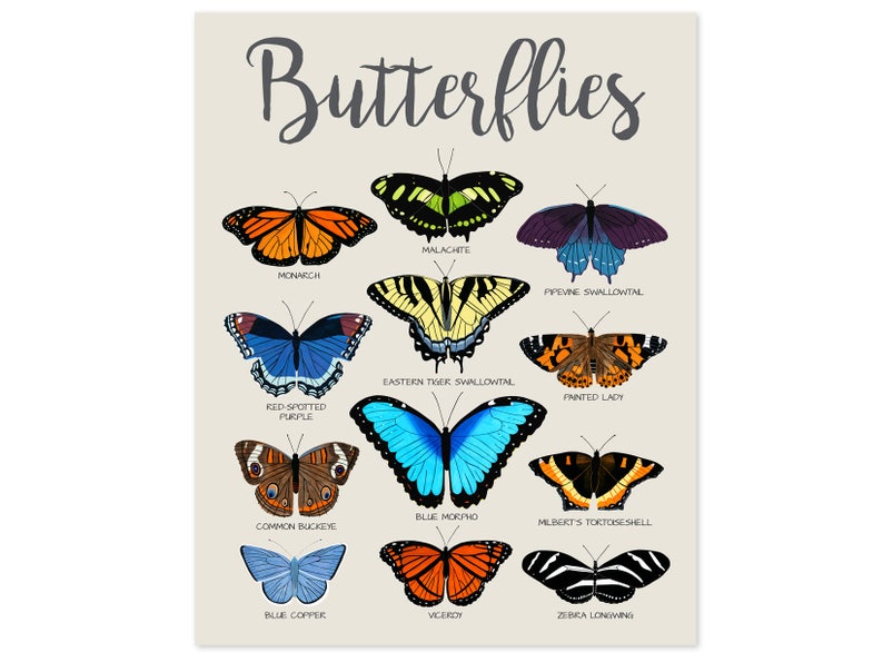 Butterfly Poster Butterfly Print Butterfly Wall Art Butterfly - Etsy