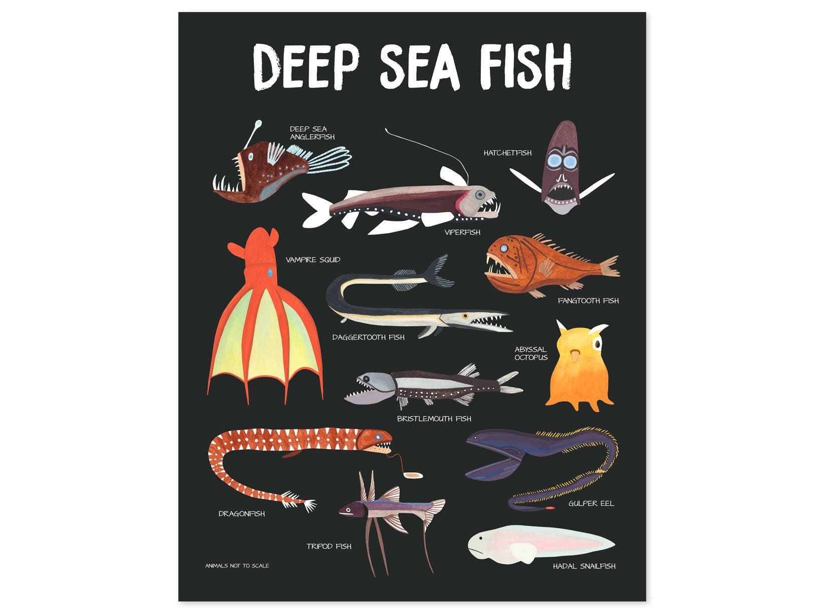 Deep Sea Animals For Kids