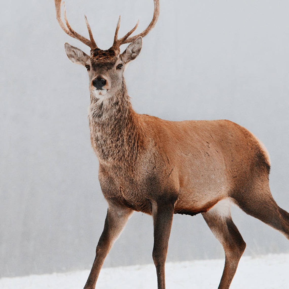 Deer Prints DOWNLOADABLE PRINTS Art Print Photography Print | Etsy