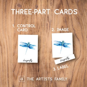 BUGS Insects Card Material Montessori Nomenclature Flash 3 - Etsy UK