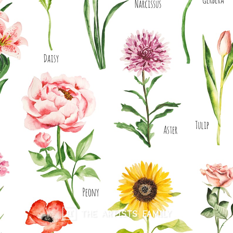 FLOWERS Downloadable Prints Watercolor Montessori Educational | Etsy