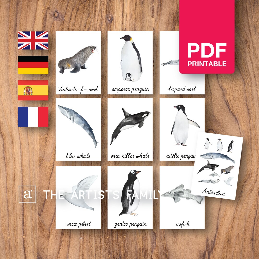 ANTARCTICA Continent Card Material Montessori Nomenclature Flash 3 ...