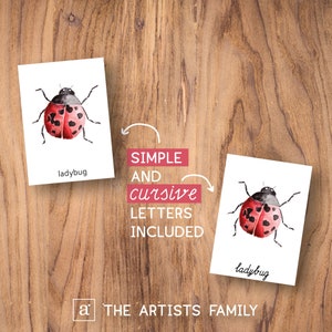 BUGS Insects Card Material Montessori Nomenclature Flash 3 - Etsy UK