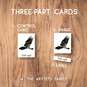 NORTH AMERICA Continent Card Material Montessori Nomenclature Flash 3 ...