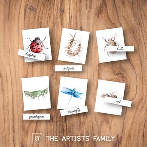BUGS Insects Card Material Montessori Nomenclature Flash 3 - Etsy UK