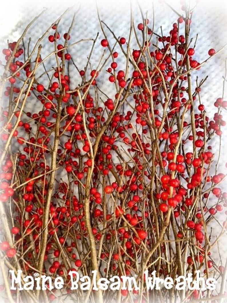 Maine Winter Berries 5 Stems 12”-15” Preserved Sold Out Till 2026! - Etsy