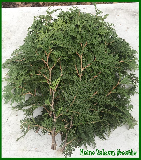 Cedar White 20 Fresh Christmas Maine Boughs Tips 3 LBS | Etsy