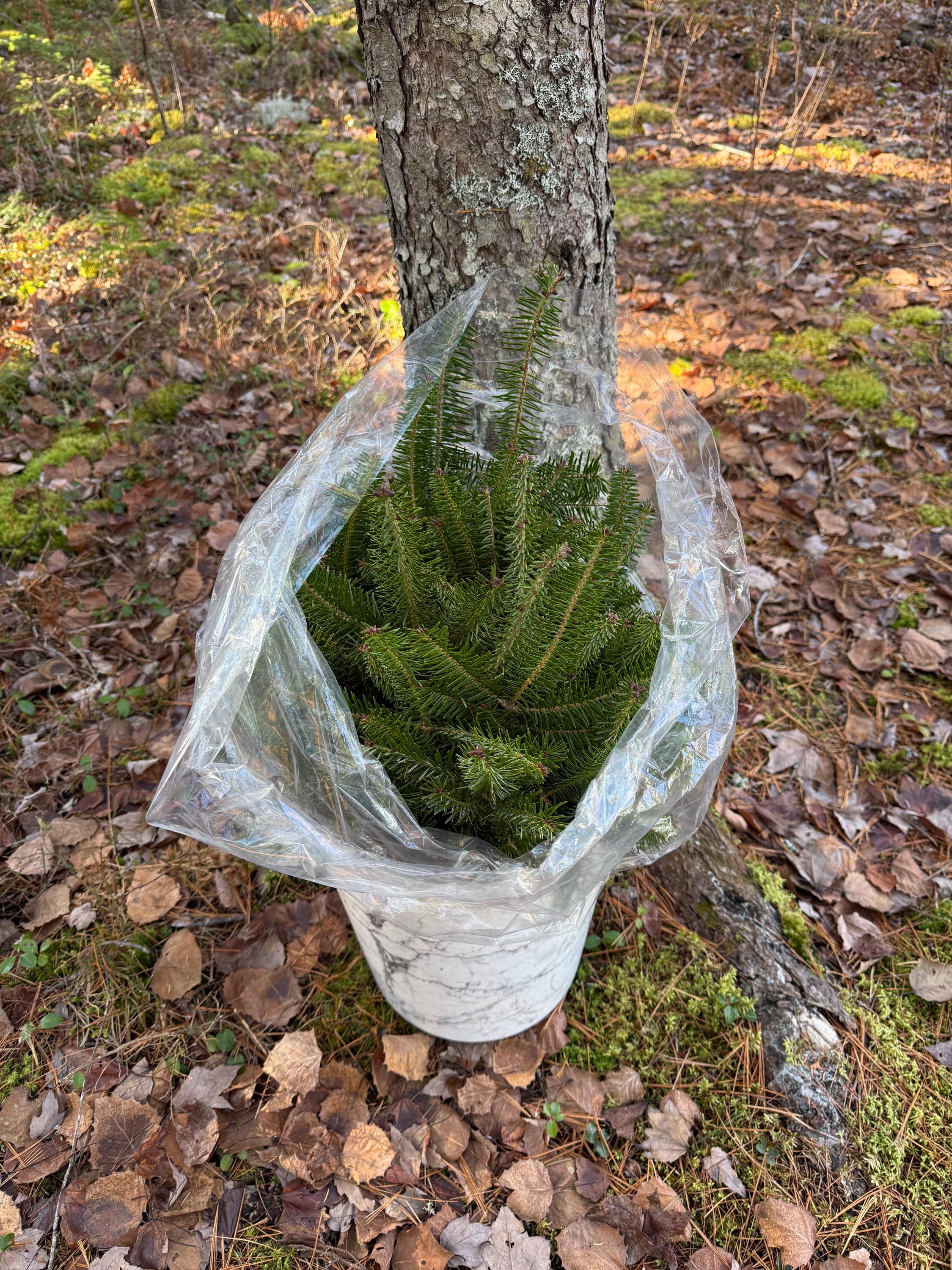 Balsam Fir 20” Boughs Tips 3 LBS. Let Us Know When You Would Like to ...