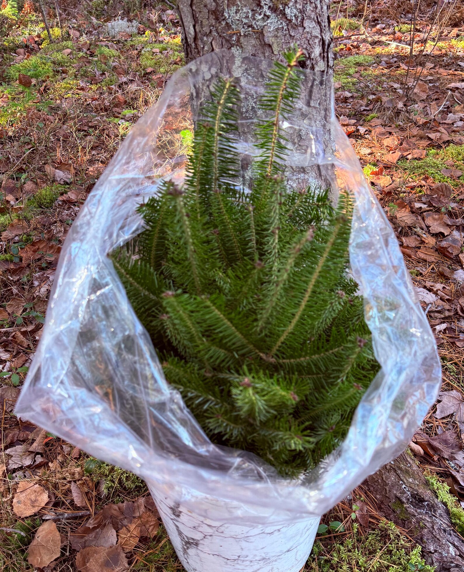 Balsam Fir 20” Boughs Tips 3 LBS. Let Us Know When You Would Like to ...
