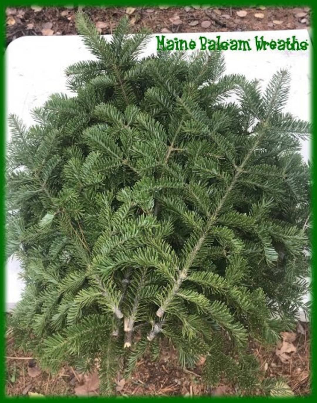Balsam Fir 20” Boughs Tips 3 LBS. Let Us Know When You Would Like to ...