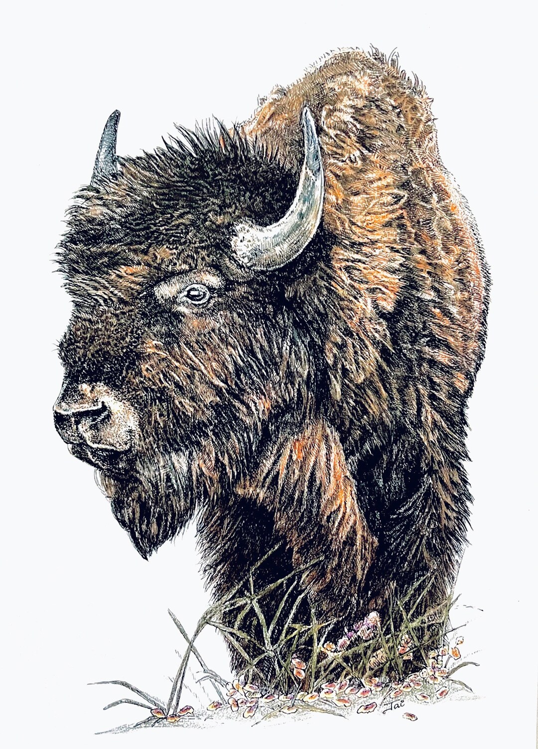 Buffalo, Buffalo Greeting Card, Bison on Card, Prairie Greeting Card ...