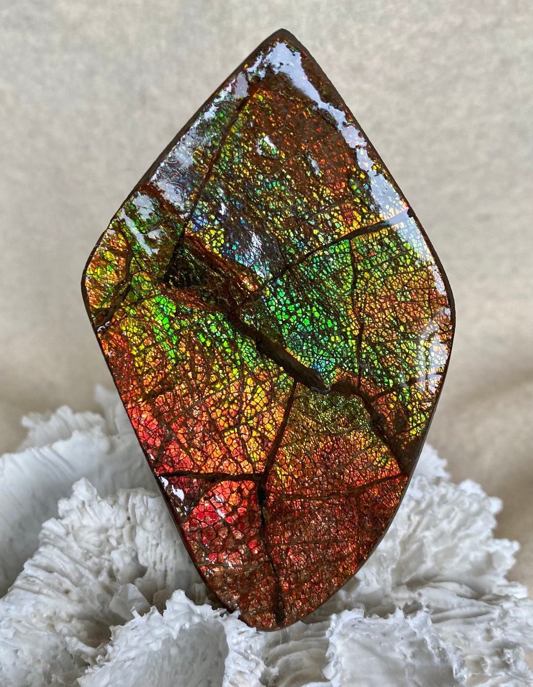 Ammolite Hand Specimen or Display Piece - Please Read Description - Etsy