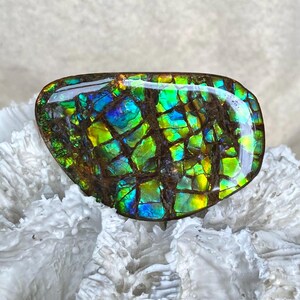 Ammolite Gemstone - Ready to Set! Large Multi-color Dragonskin! Lovely ...