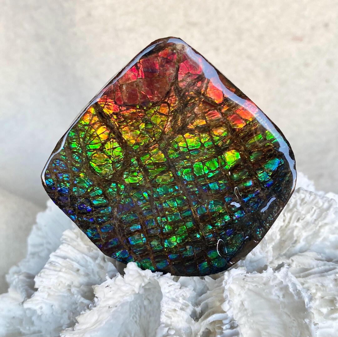 Ammolite Hand Specimen or Display Piece - MUST Read Description - Etsy