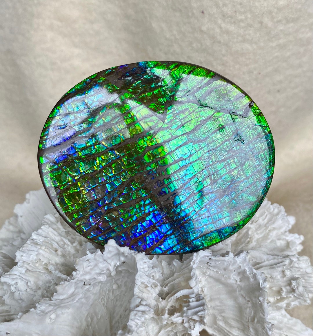 Ammolite Hand Specimen - Gem Quality! Green and Blue! Hand Polished ...