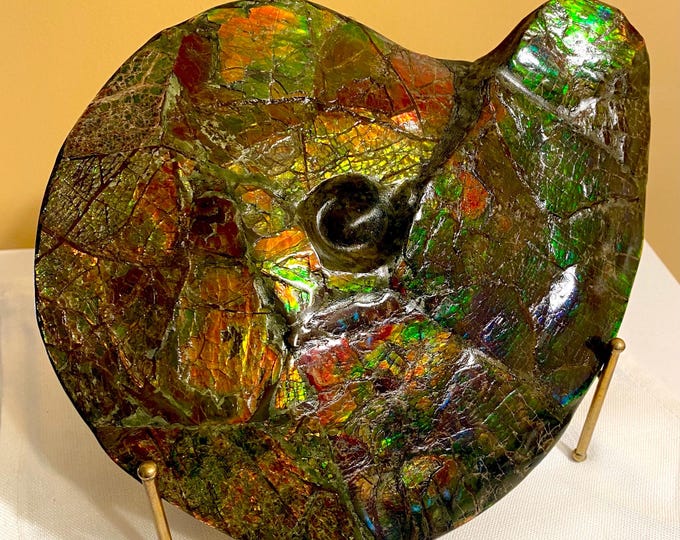 FLASH SALE Amazing Ammolite Ammonite Gemstone Fossil Display Gemstone ...