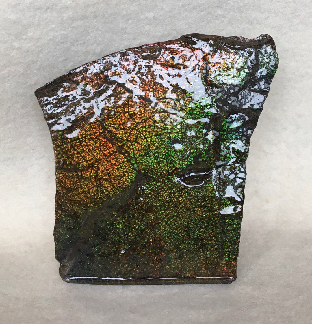 Ammolite Hand Specimen or Display Piece - Stand-alone Large Edge Piece ...