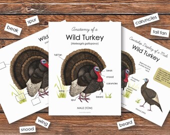 Wild Turkey Life Cycle Pack Homeschool Printable Nature | Etsy