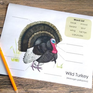 Wild Turkey Anatomy Pack | Homeschool Printable | Nature Study - Etsy