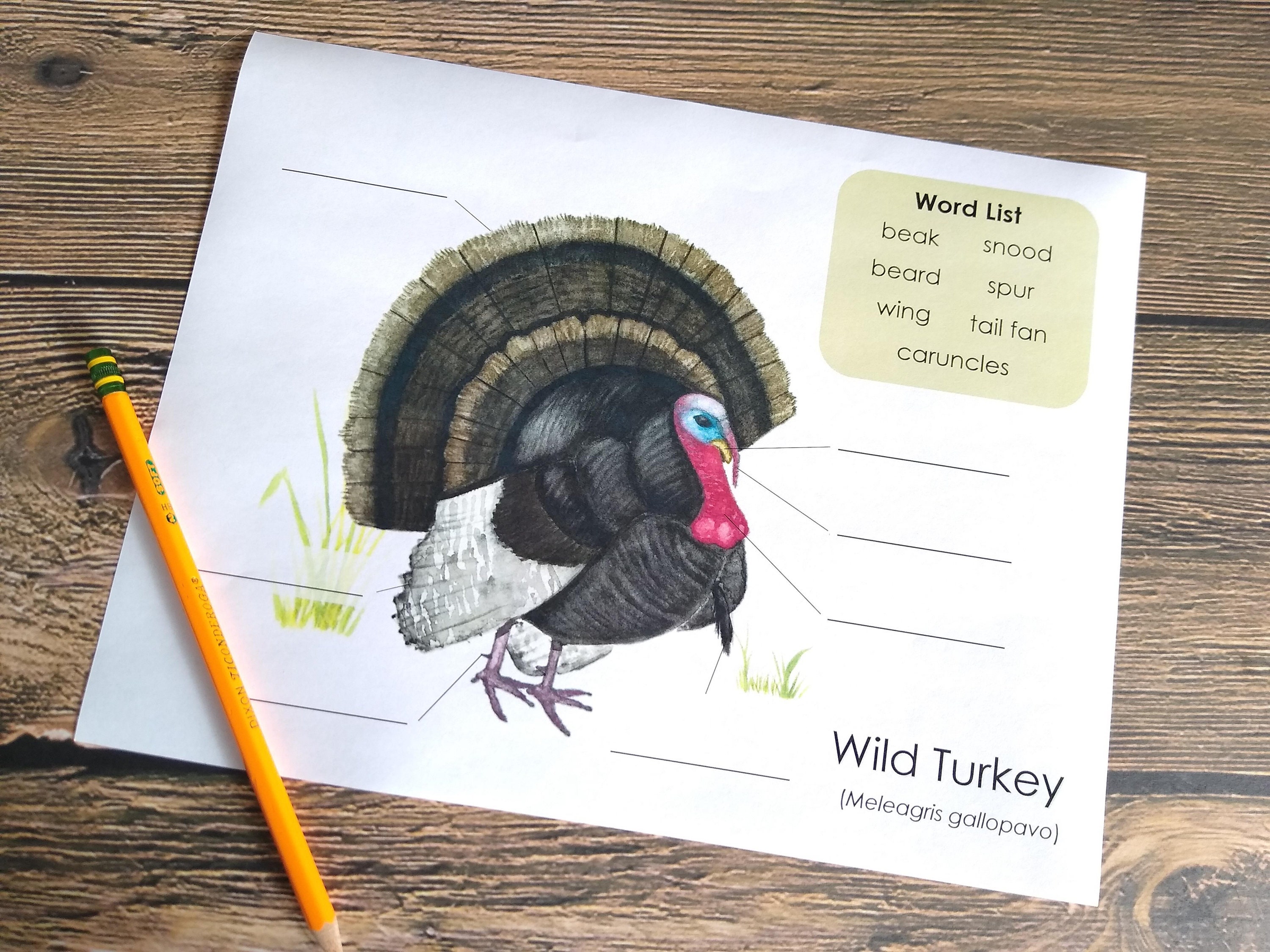 Wild Turkey Anatomy Pack Homeschool Printable Nature Study | Etsy