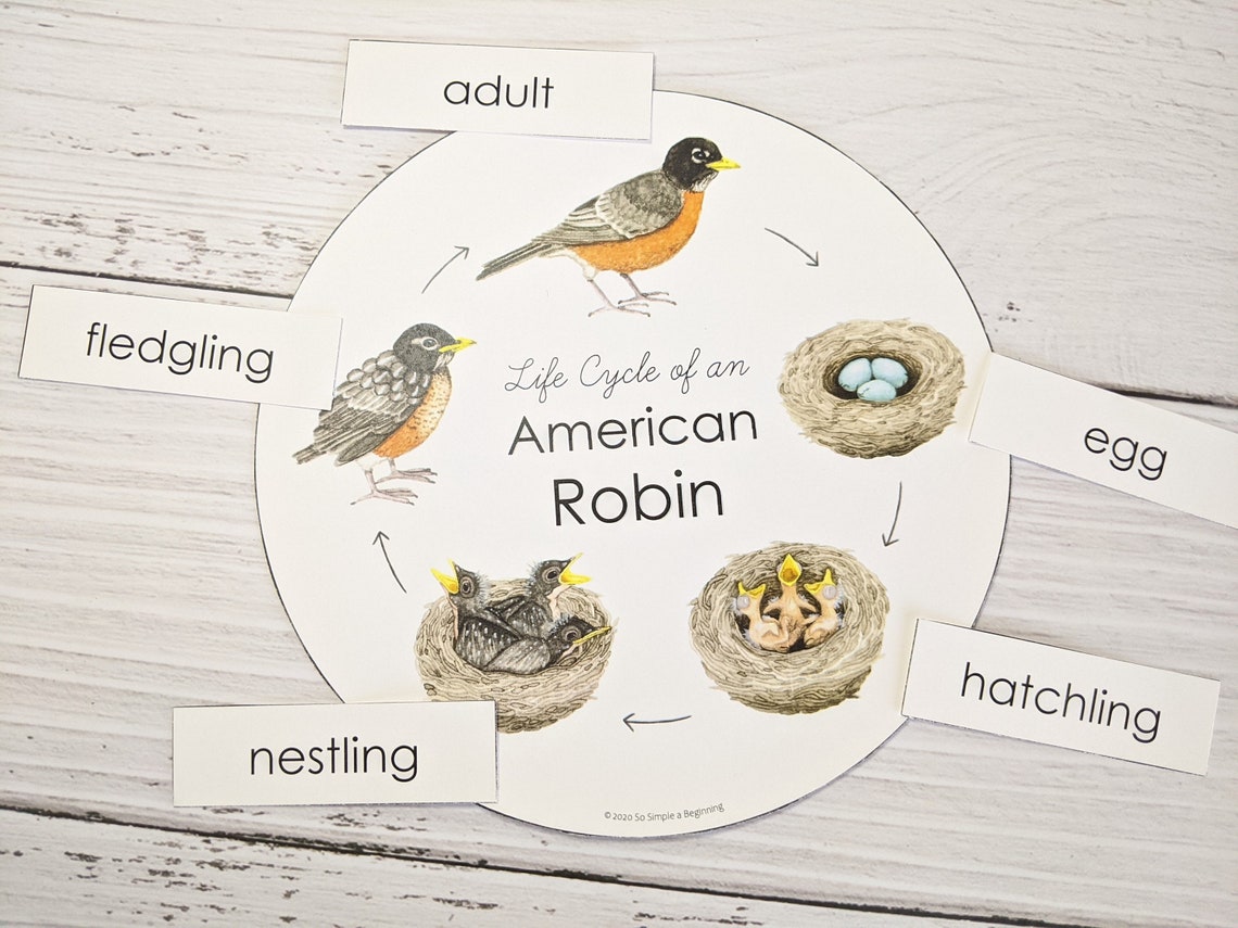 American Robin Life Cycle Pack Homeschool Printable 3-part - Etsy