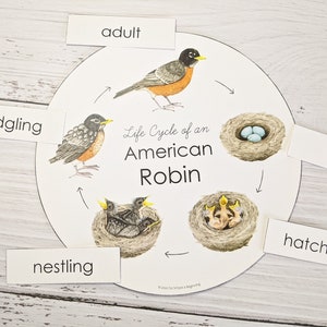 American Robin Life Cycle Pack | Homeschool Printable | 3-part Cards ...