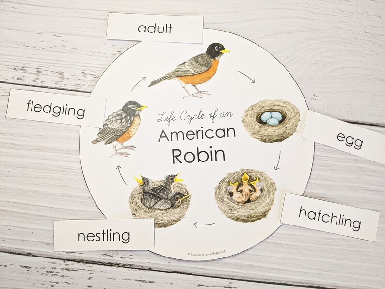 American Robin Life Cycle Pack Homeschool Printable 3-part - Etsy
