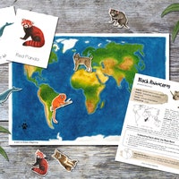 Northern Cardinal Anatomy Pack Homeschool Printable Nature Study - Etsy