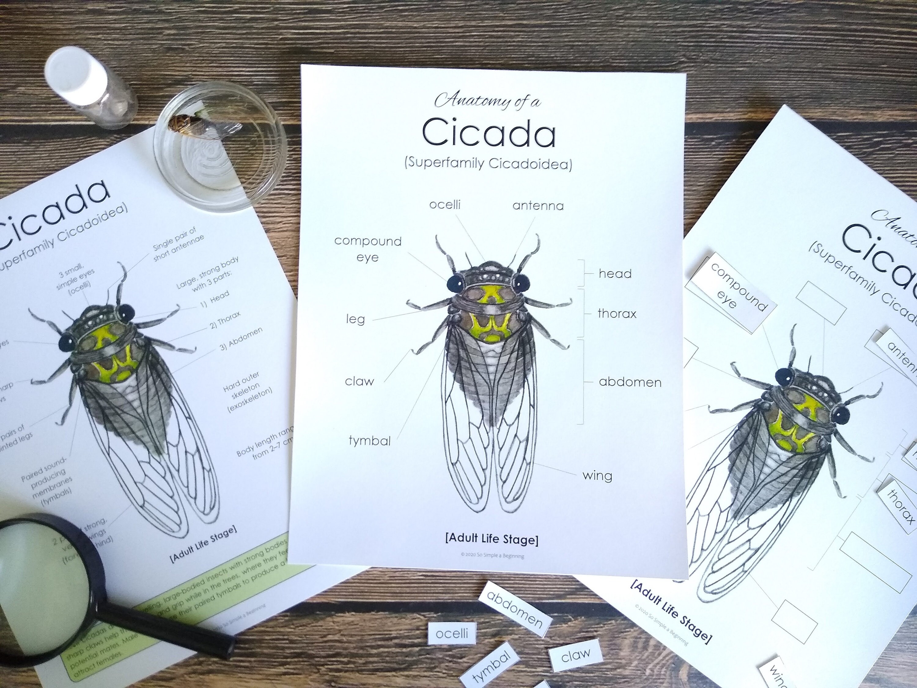 Cicada Anatomy Pack Homeschool Printable Nature Study | Etsy