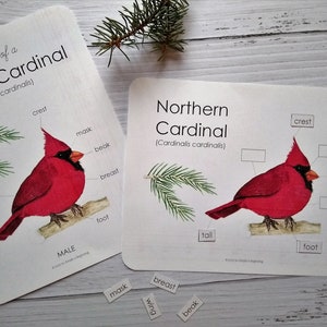 Northern Cardinal Anatomy Pack | Homeschool Printable | Nature Study - Etsy