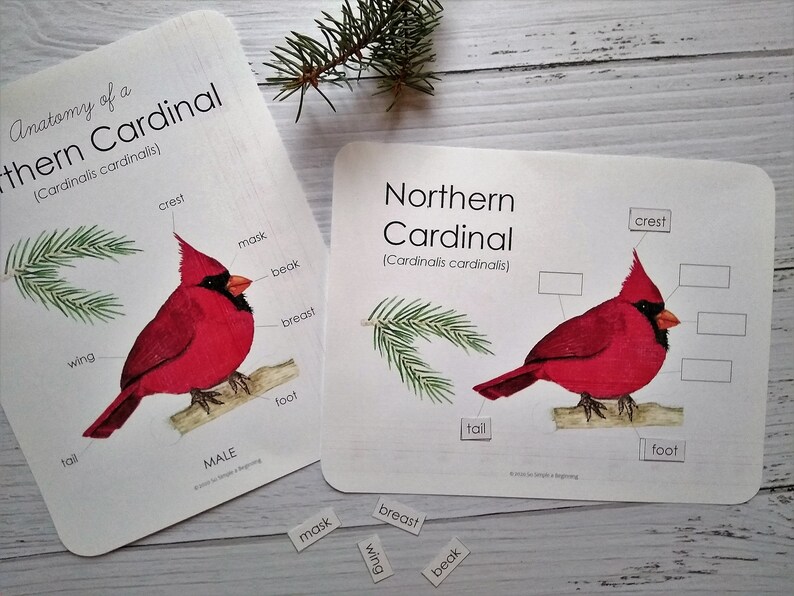 Northern Cardinal Anatomy Pack | Homeschool Printable | Nature Study - Etsy