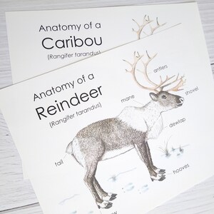 Reindeer (caribou) Anatomy Pack | Homeschool Printable | Nature Study ...