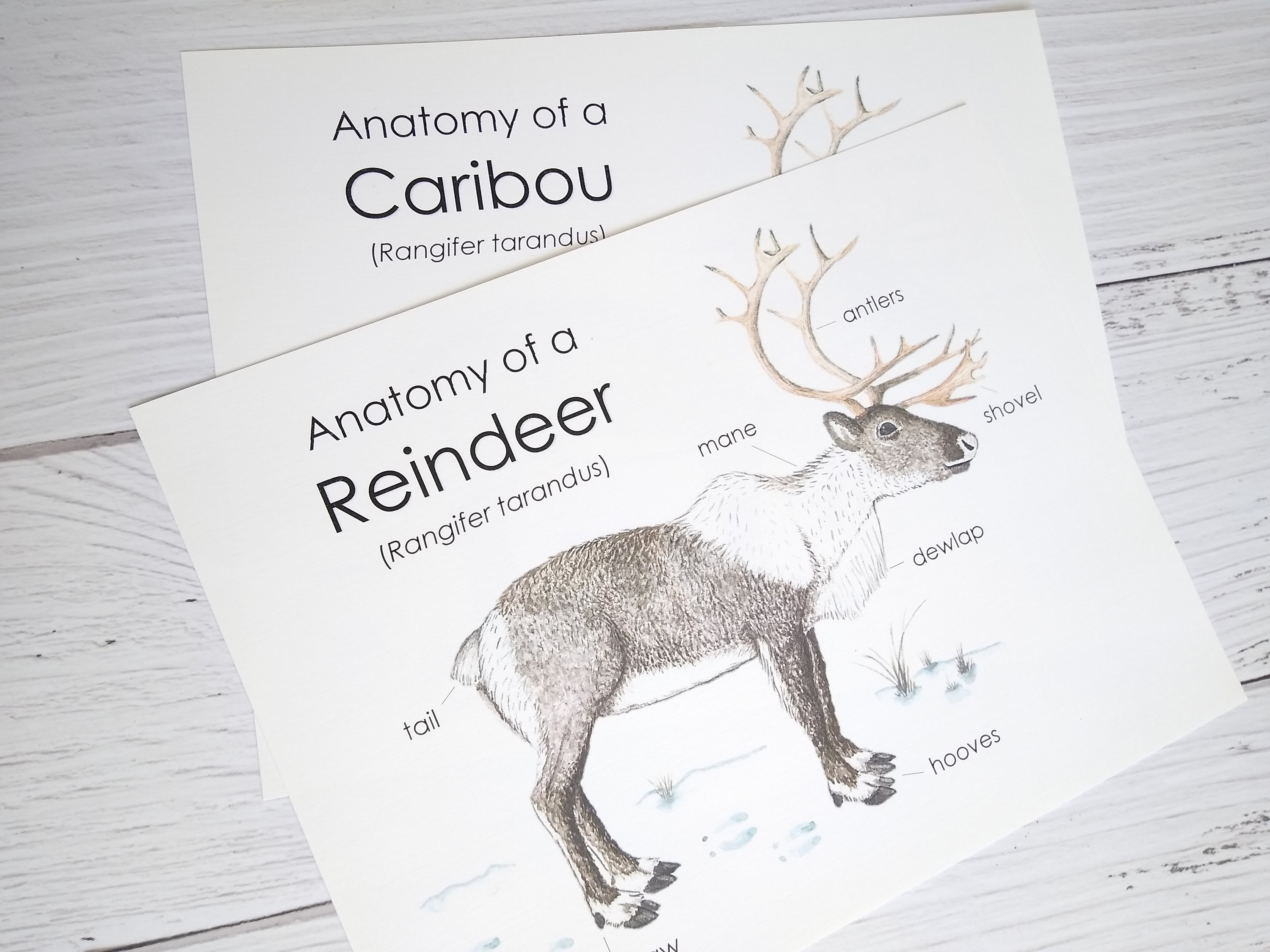 Reindeer caribou Anatomy Pack Homeschool Printable - Etsy