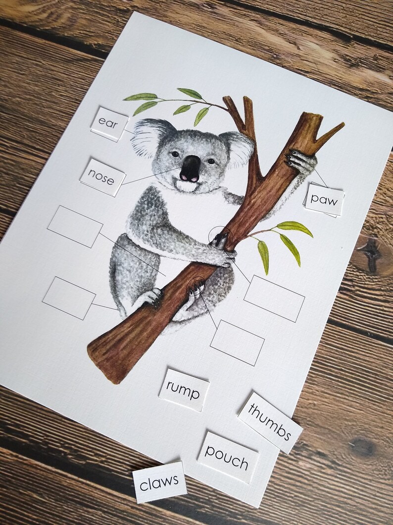 Koala Anatomy Pack Homeschool Printable Nature Study | Etsy
