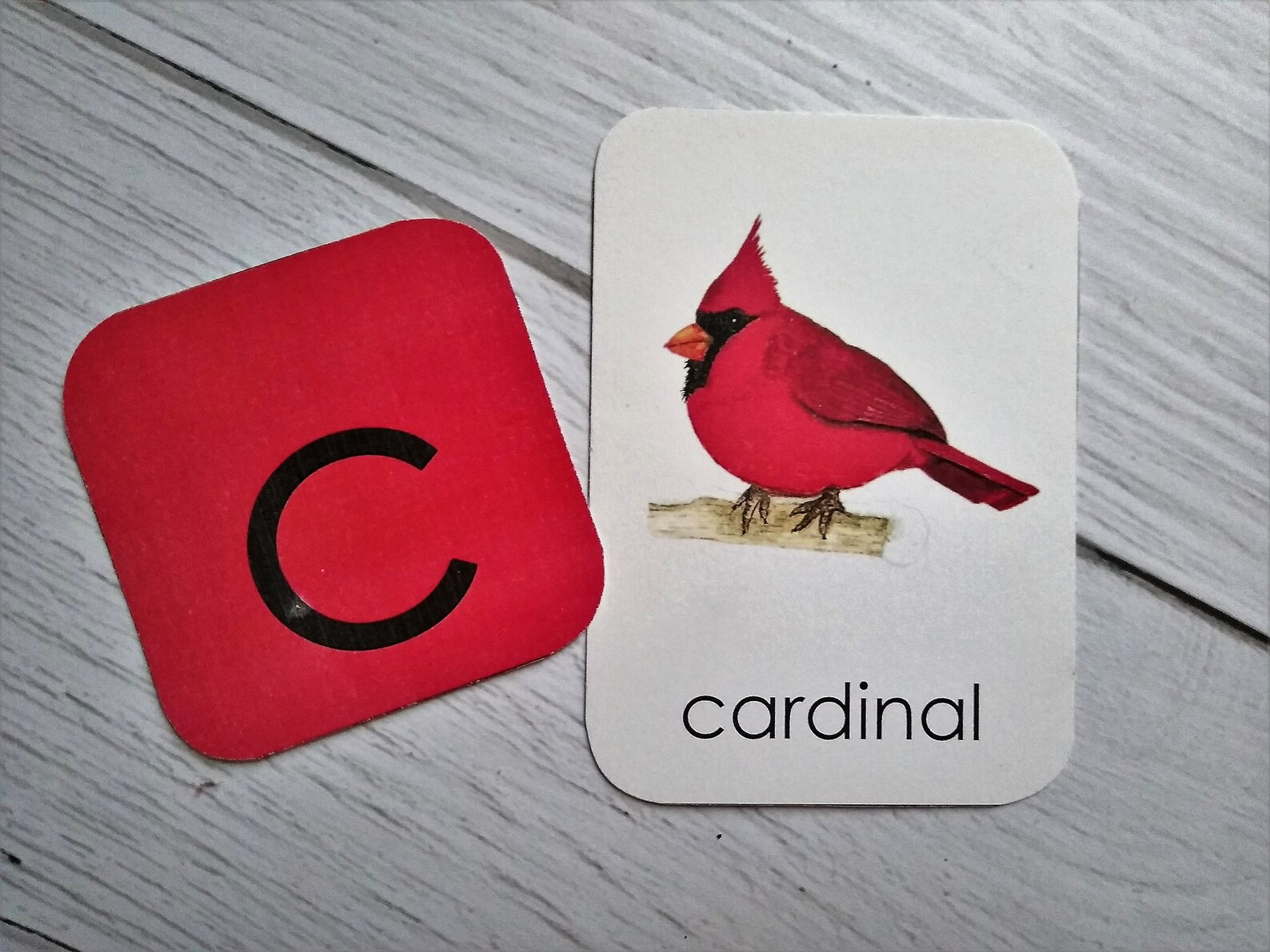 Northern Cardinal Anatomy Pack Homeschool Printable Nature - Etsy