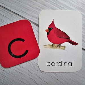 Northern Cardinal Anatomy Pack | Homeschool Printable | Nature Study - Etsy