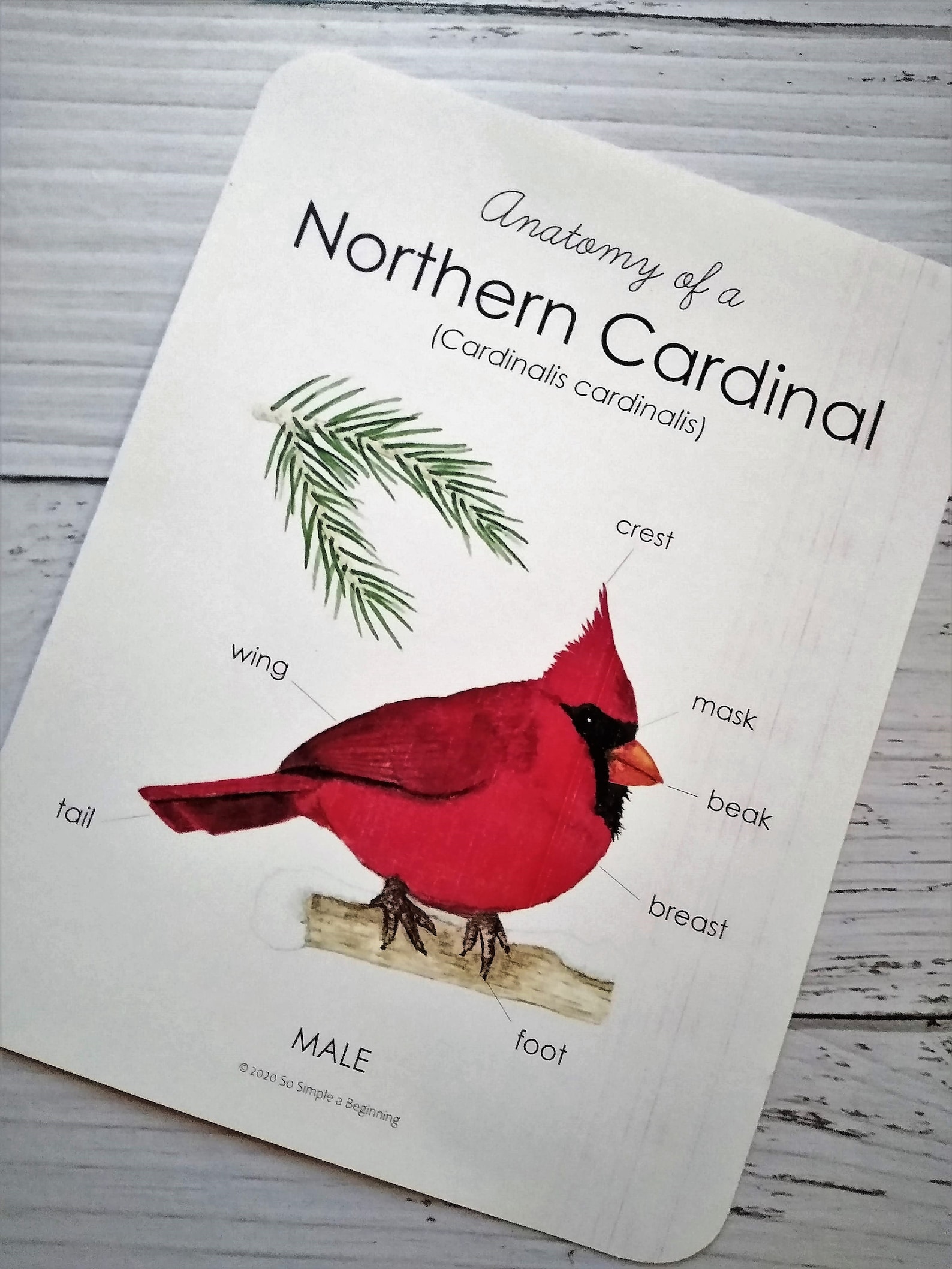 Northern Cardinal Anatomy Pack Homeschool Printable Nature - Etsy