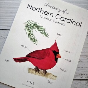 Northern Cardinal Anatomy Pack | Homeschool Printable | Nature Study - Etsy
