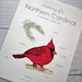 Northern Cardinal Anatomy Pack Homeschool Printable Nature Study ...