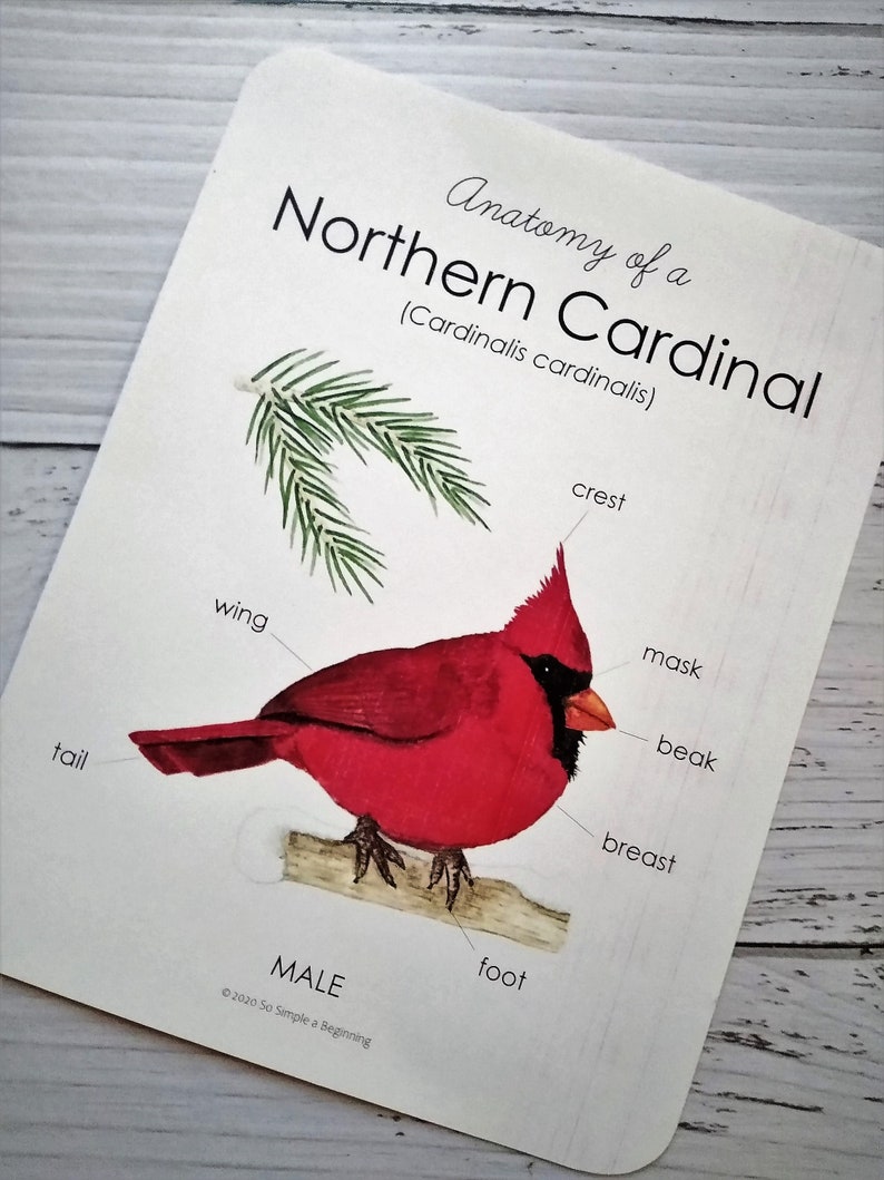 Northern Cardinal Anatomy Pack | Homeschool Printable | Nature Study - Etsy